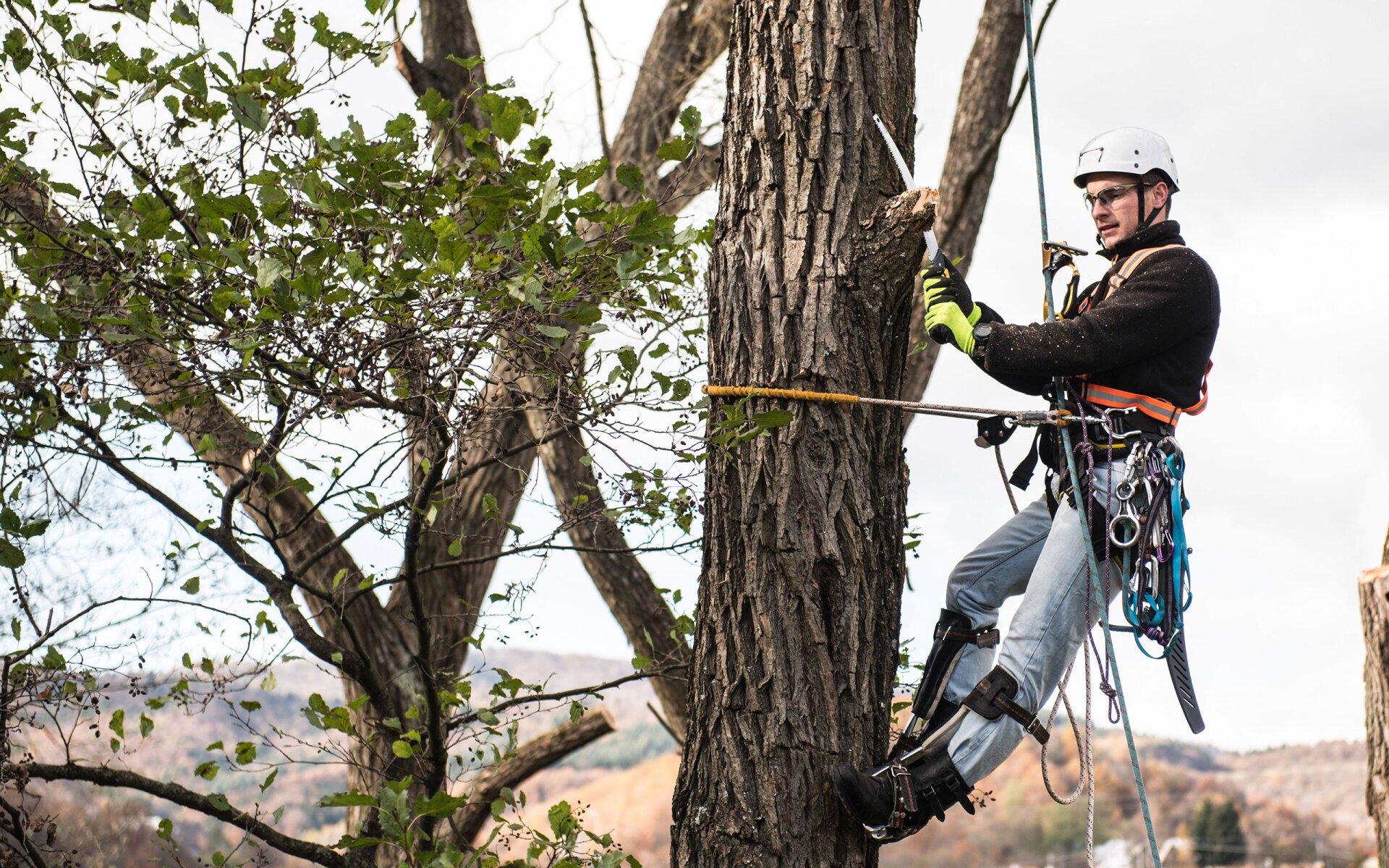 No Limits Tree Service | Tree Removal | Gretna, NE | Lincoln, NE
