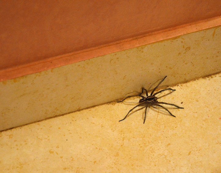 Extermination Services | CAD Pest Control | Reno, NV