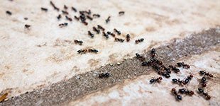 Spider and Insect Pest Control Services | Reno, NV