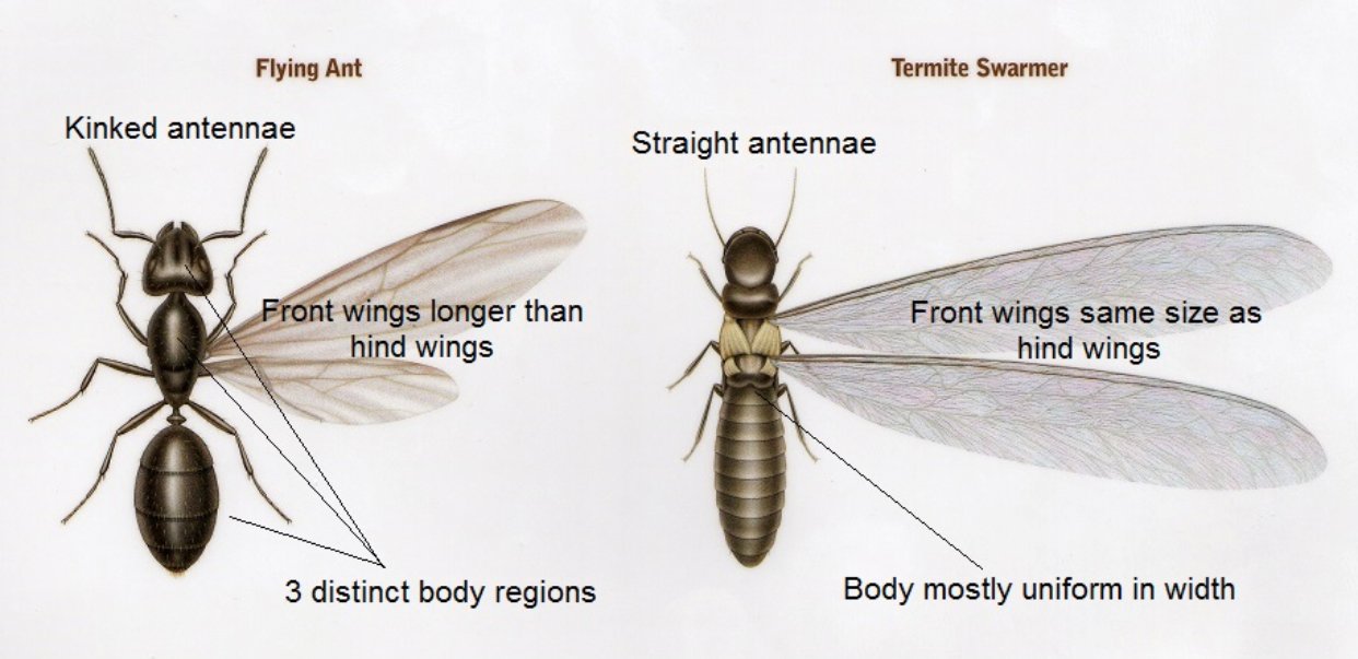 Extermination Services | CAD Pest Control | Reno, NV