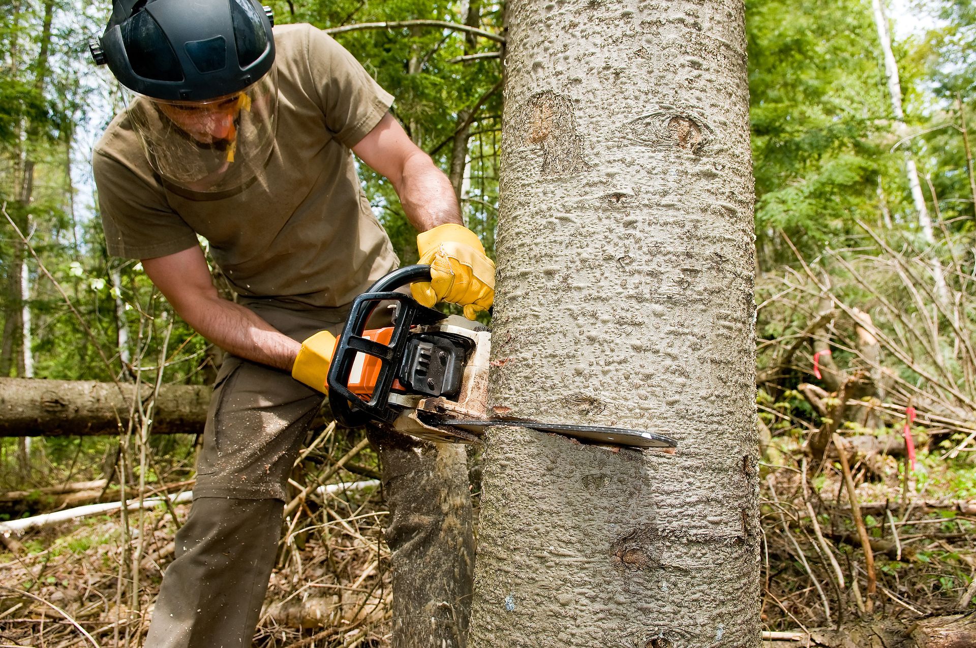 3 Questions to Ask Your Tree Removal Service