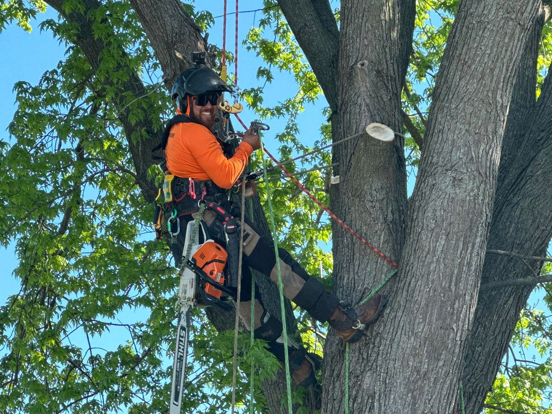 Tree Services | T.E.A.M. Tree Service | Beloit, WI