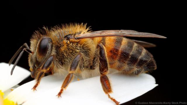 Bee Busters Inc Photo Gallery | Acton, MA