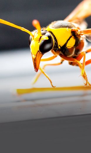 Bee Busters Inc | Insect and Rodent Removal | Acton, MA