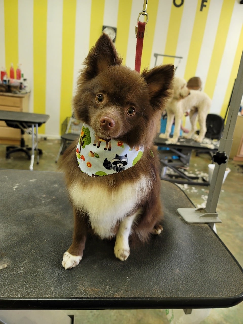 Cutest Dog Contests | Pampered Paw's Pet Grooming