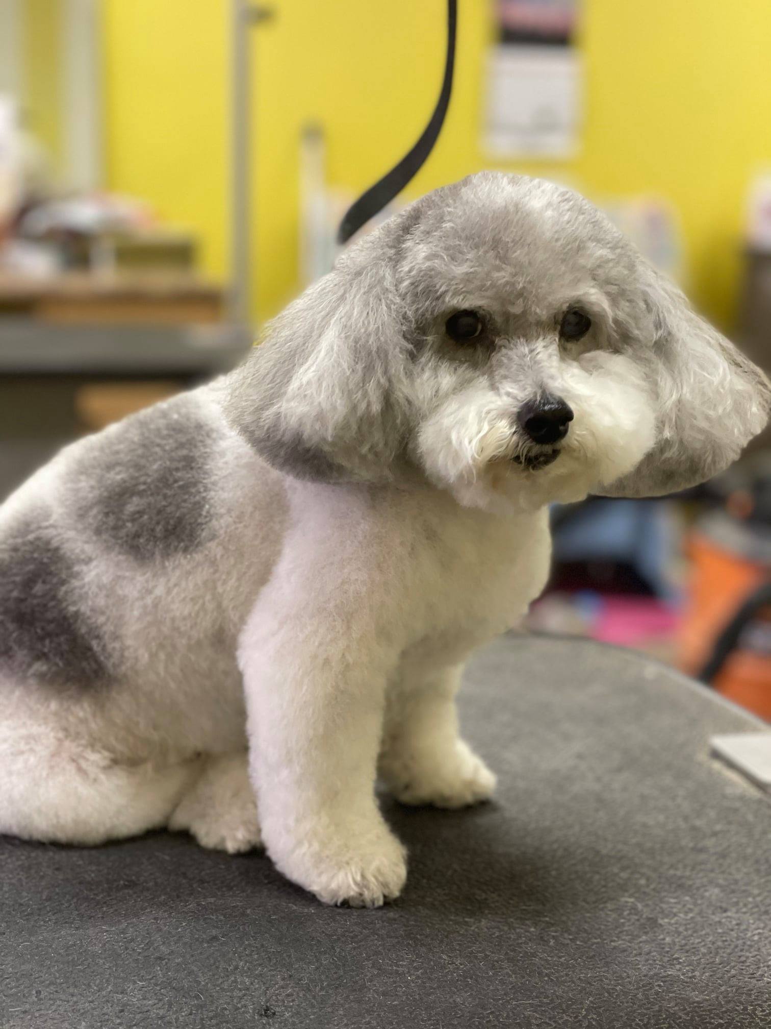 Cutest Dog Contests | Pampered Paw's Pet Grooming