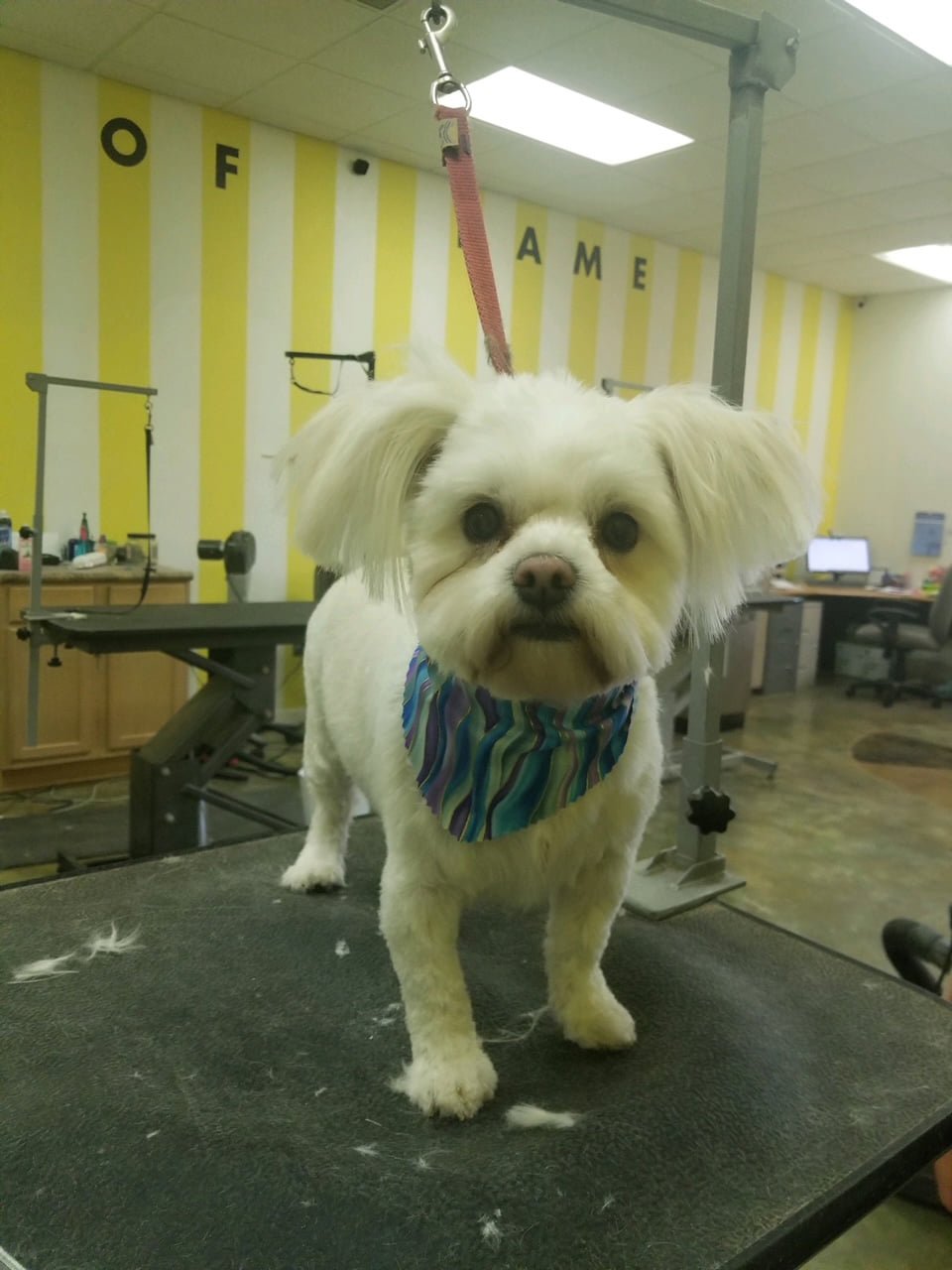 Cutest Dog Contests | Pampered Paw's Pet Grooming