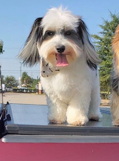 Cutest Dog Contests | Pampered Paw's Pet Grooming