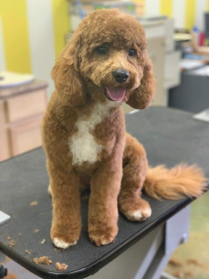 Pet Grooming | Pampered Paw's Pet Grooming | Southaven, MS