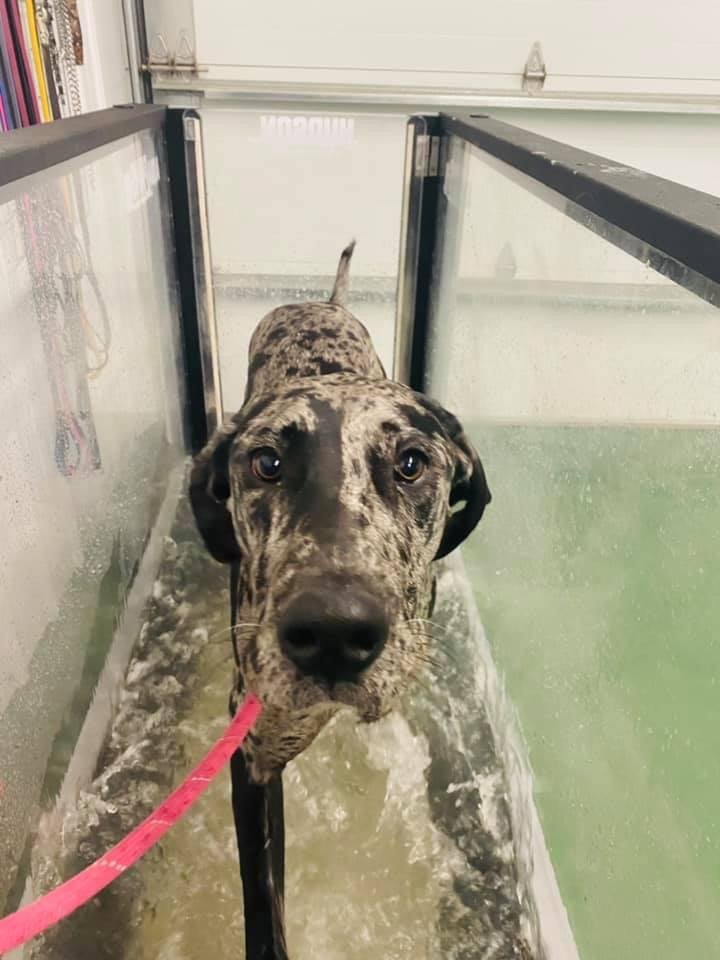 Sheyenne River Kennels | Dog Boarding | West Fargo, ND