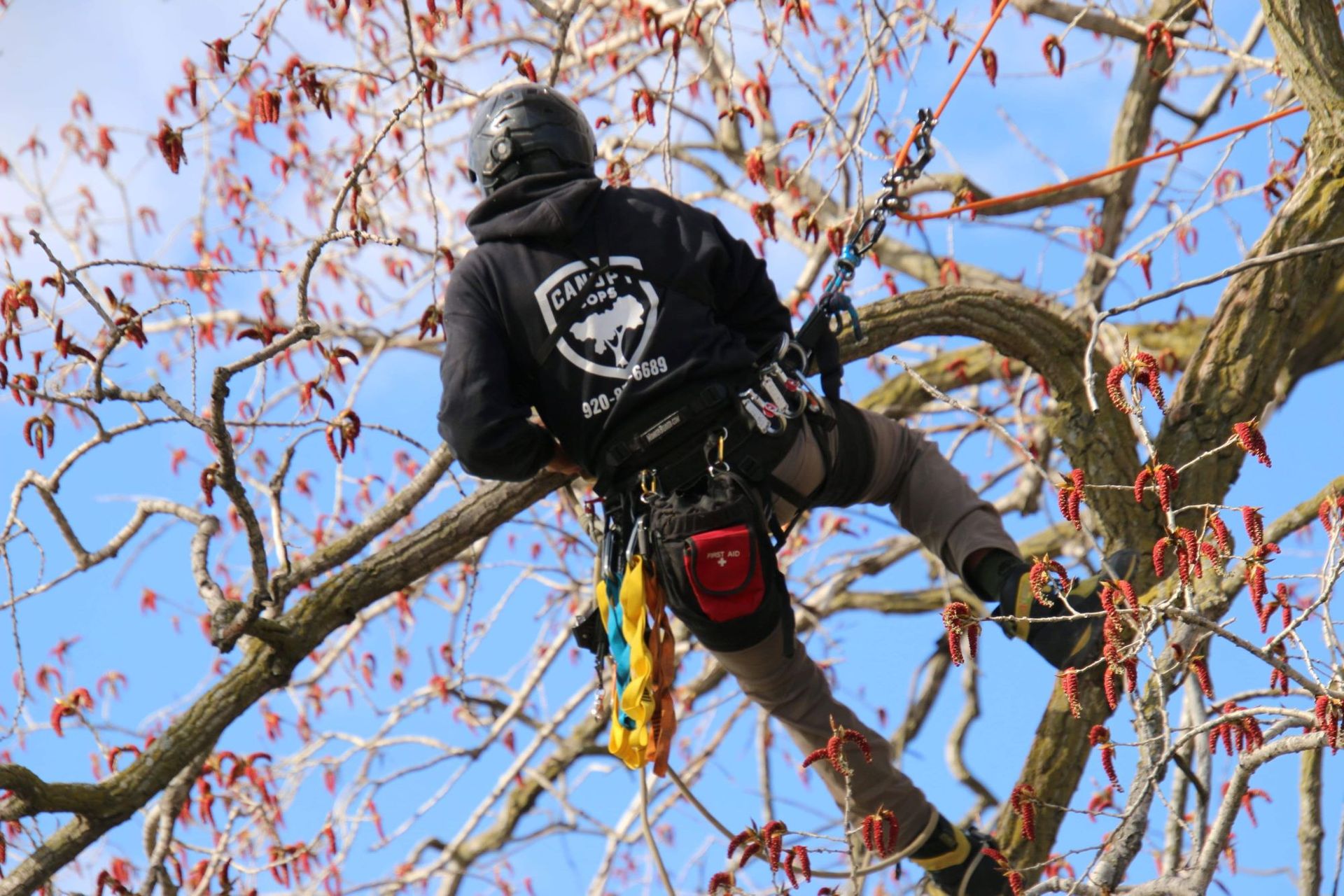 Tree Removal & Care | Canopy Cops Tree Service | Appleton WI