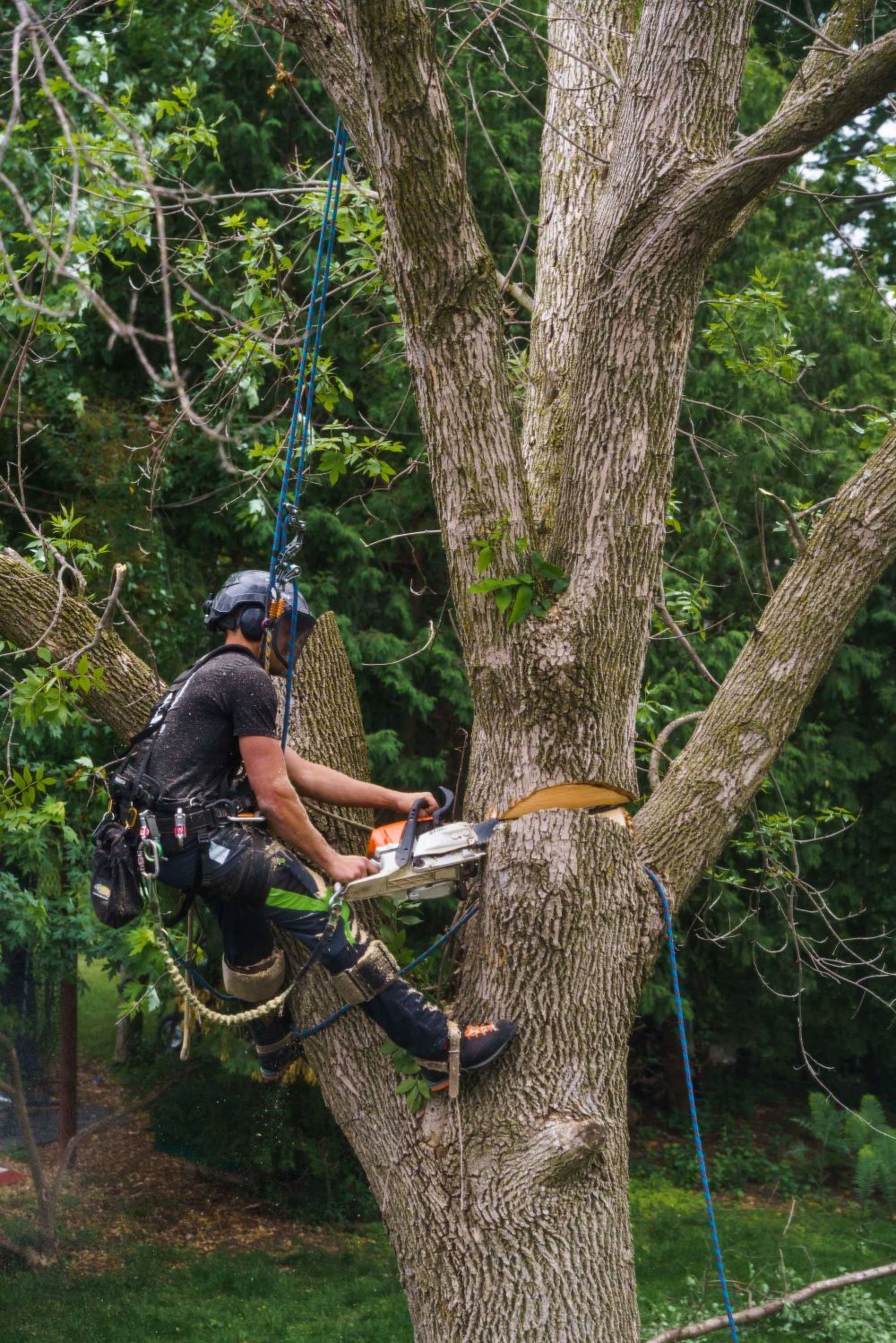 Tree Removal & Care | Canopy Cops Tree Service | Appleton WI