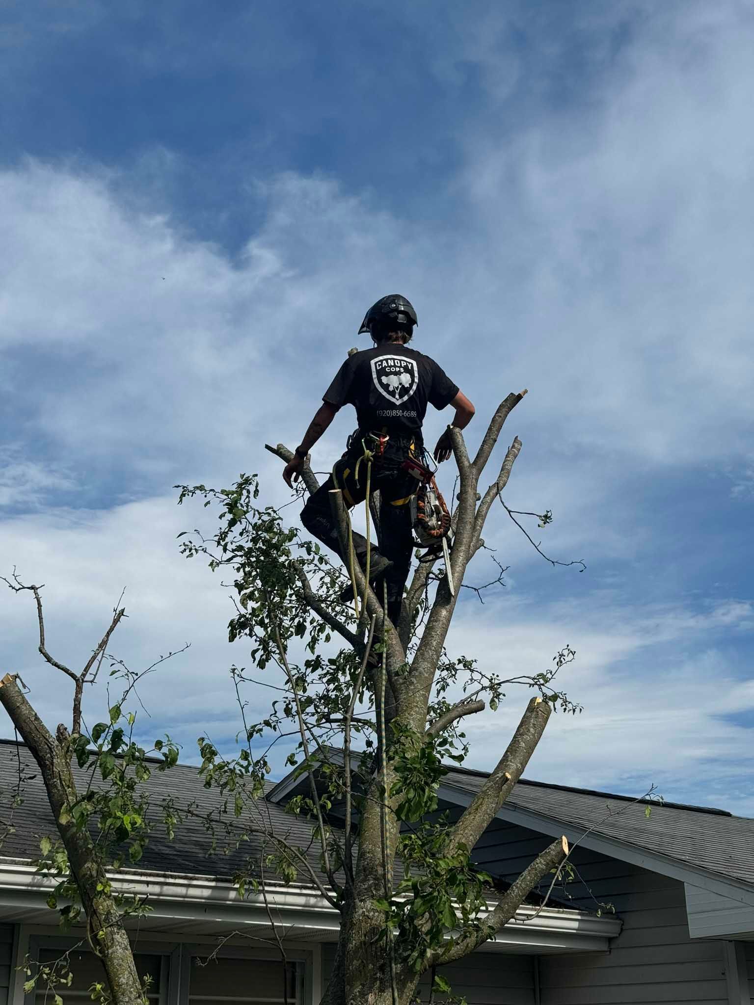 Tree Removal & Care | Canopy Cops Tree Service | Appleton WI