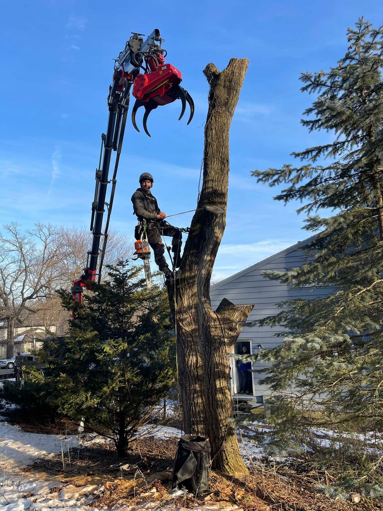 Tree Removal & Care | Canopy Cops Tree Service | Appleton WI