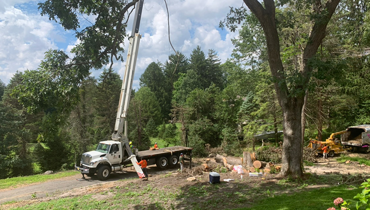 Tree Service Middletown NJ. Fair Tree Service | Tree Removal Holmdel