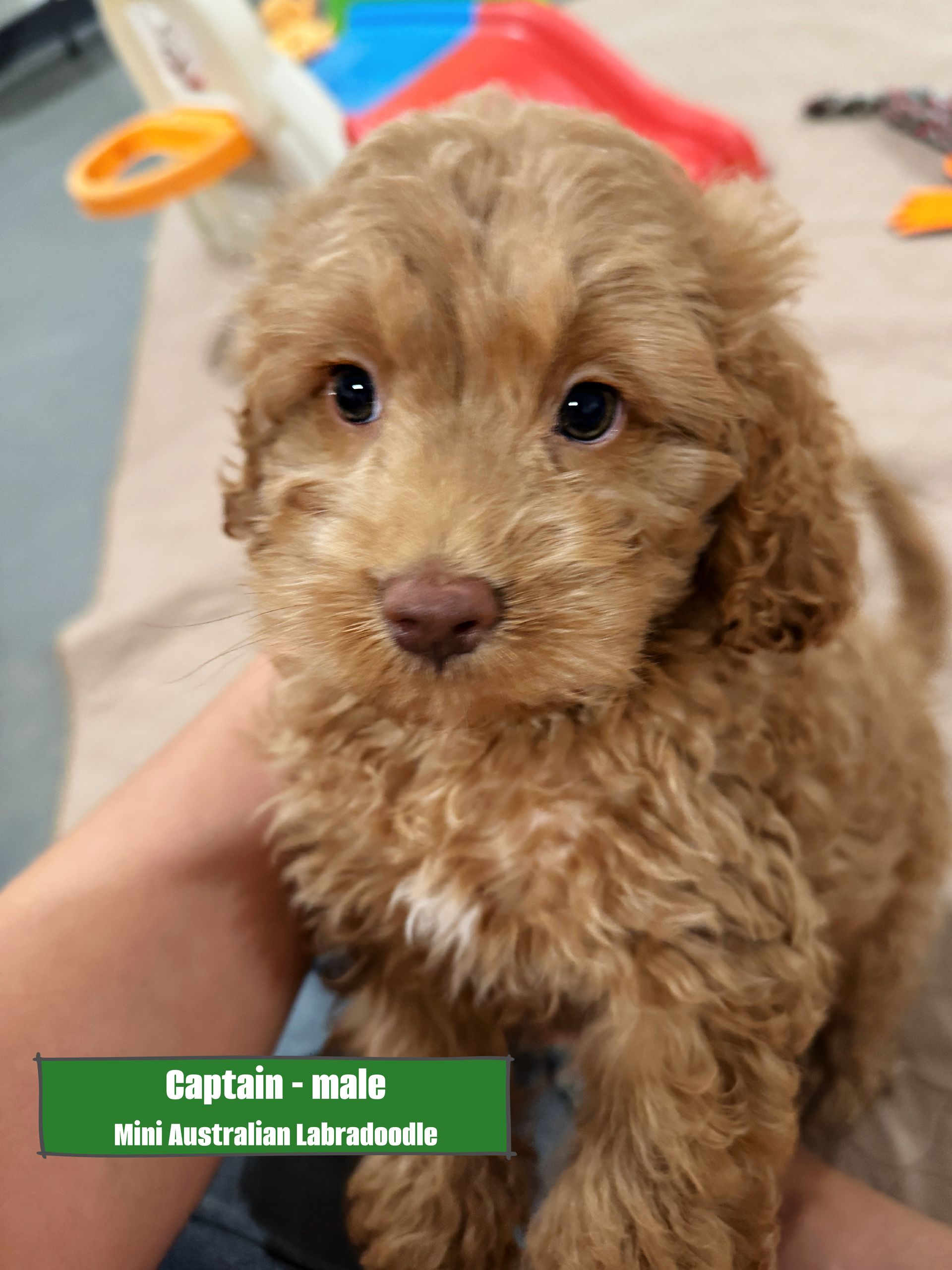 Labradoodle Puppies Wichita, KS | Overland Park, KS