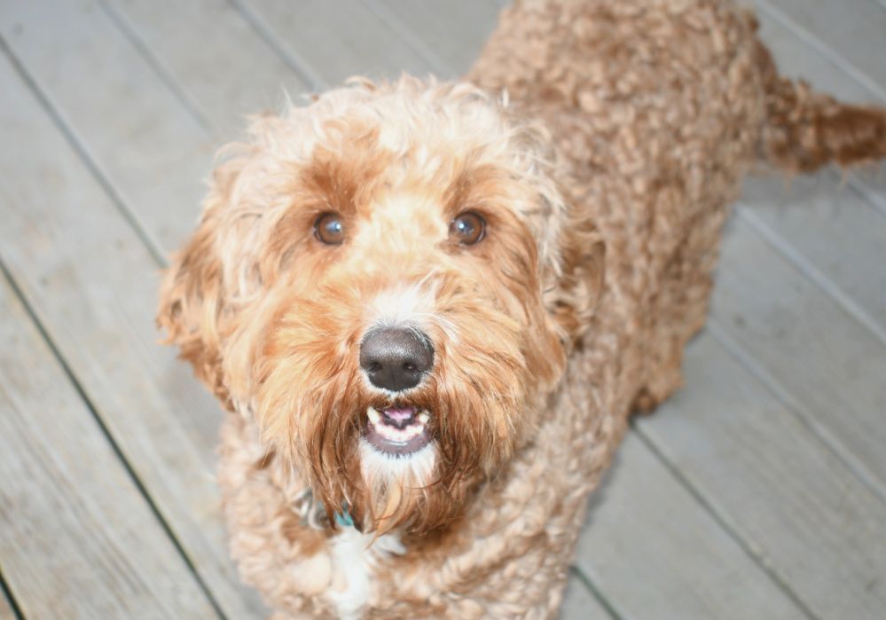 Labradoodle Dams | Harrisonville, MO