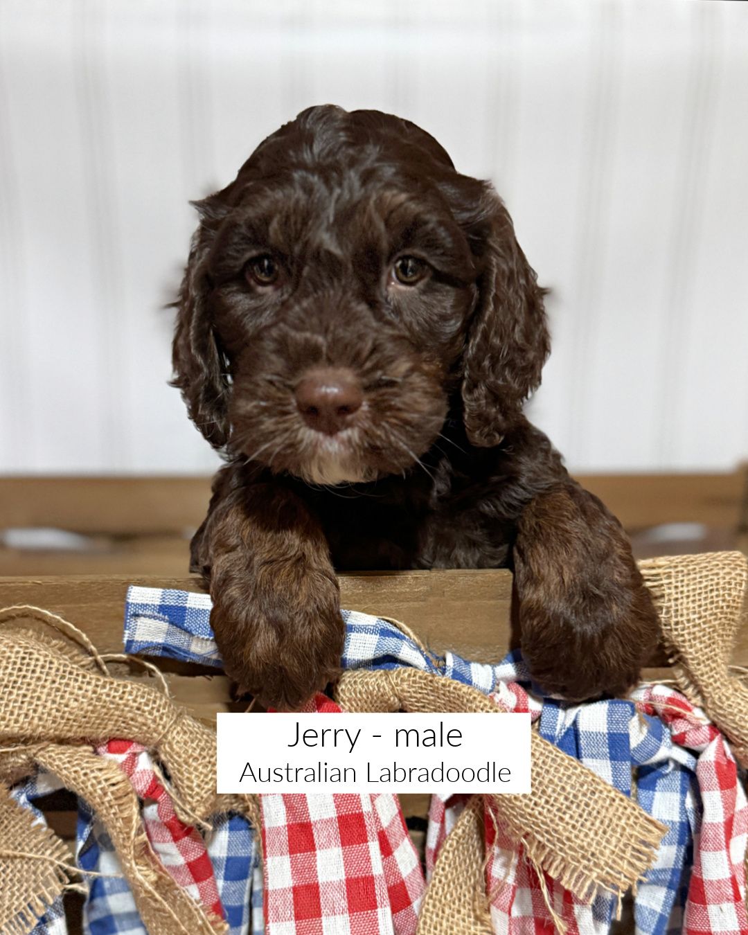 Labradoodle Puppies Wichita, KS | Overland Park, KS