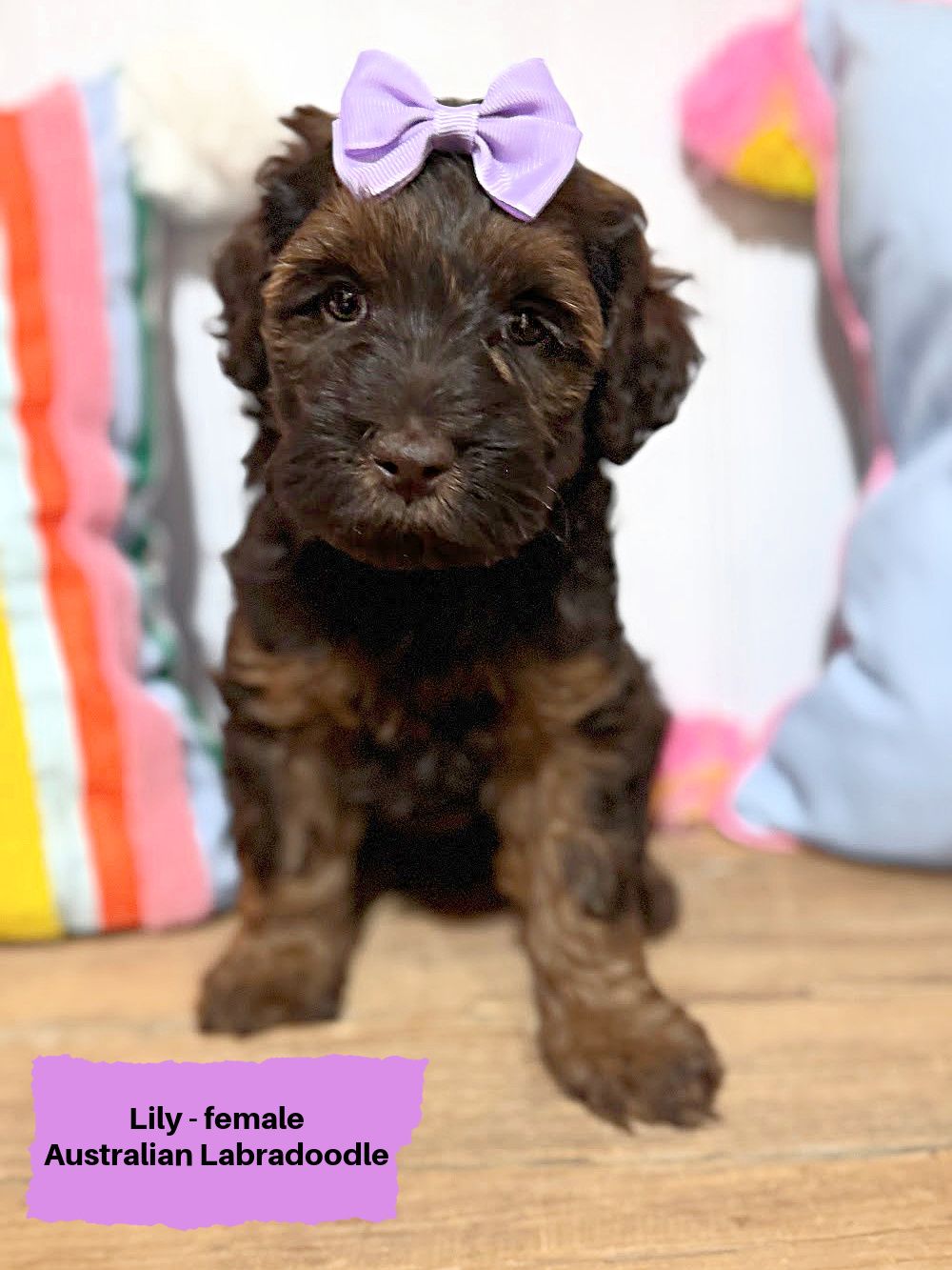 Labradoodle Puppies Wichita, KS | Overland Park, KS