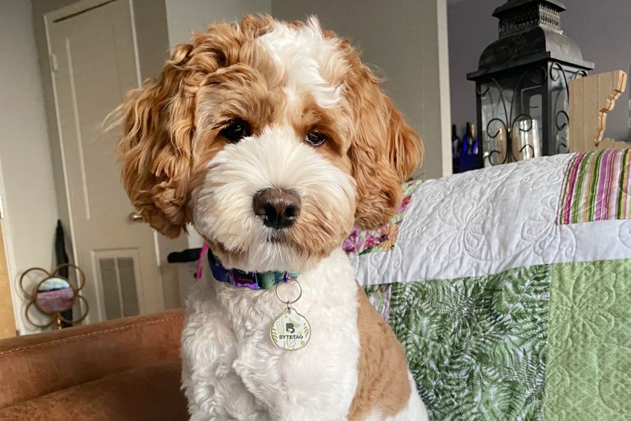 Australian Labradoodle Sires | Harrisonville, MO