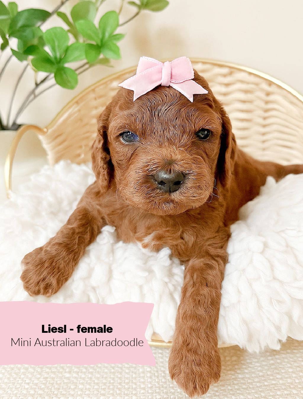 Labradoodle Puppies Wichita, KS | Overland Park, KS
