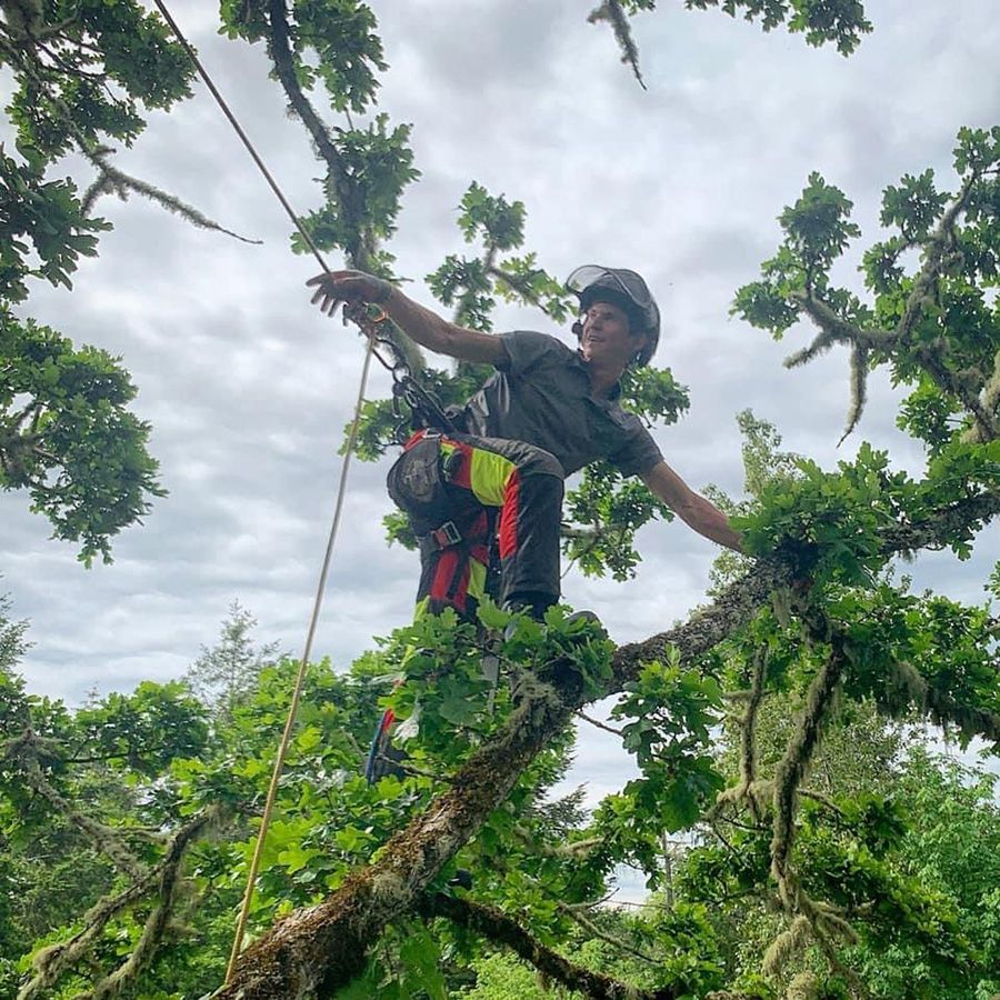 Tree Services | Urban Arbor Care LLC | Eugene, OR
