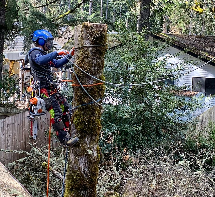 Tree Services | Urban Arbor Care LLC | Eugene, OR