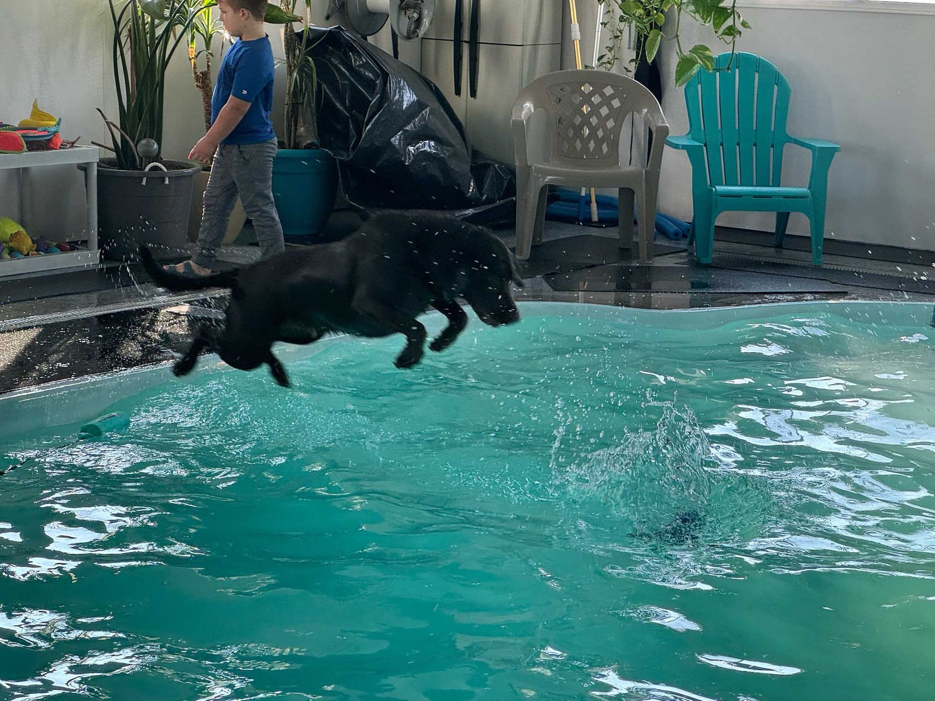 Indoor Dog Swimming Pools Brownstown Charter Township, MI