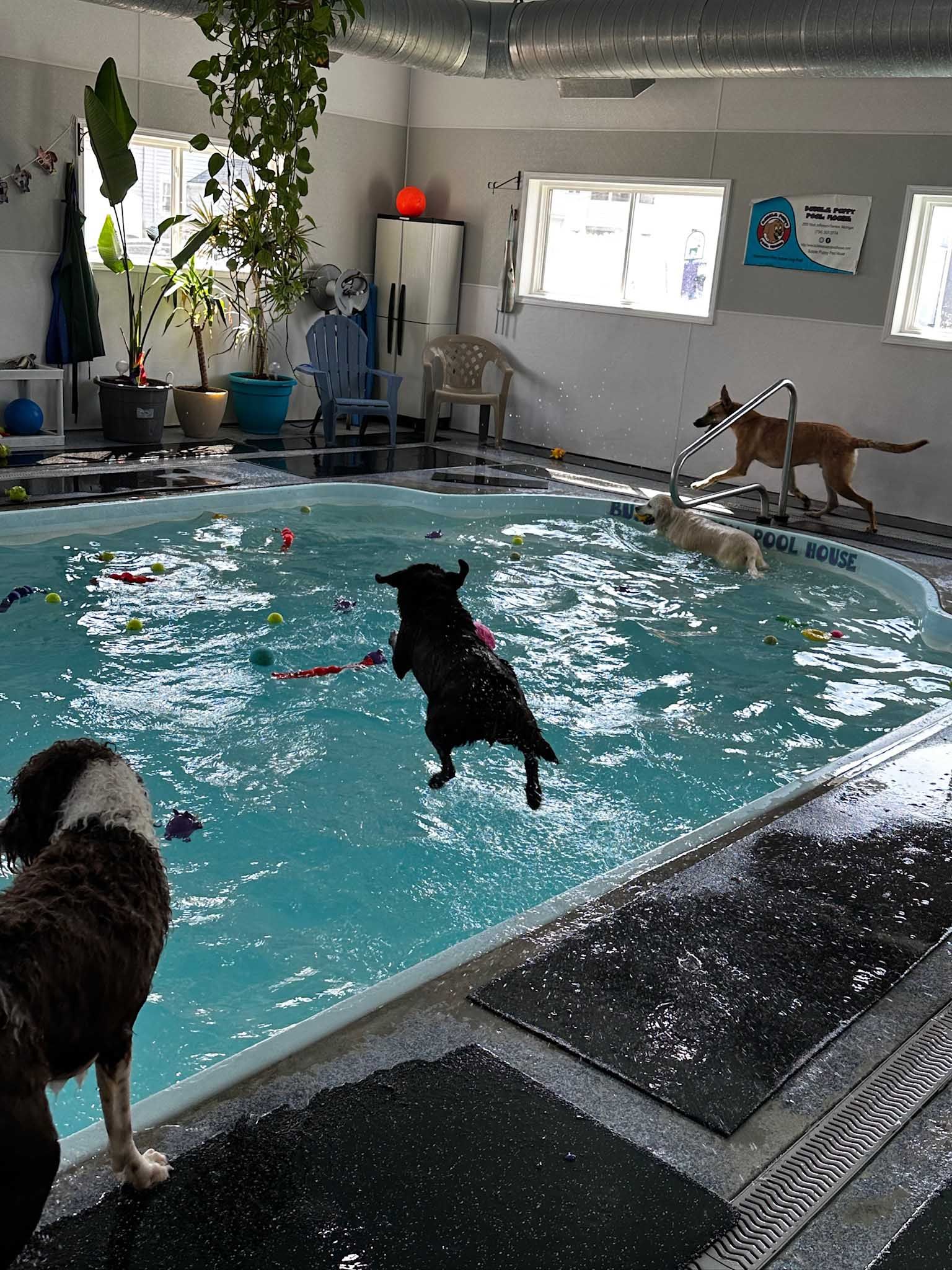 Indoor Dog Swimming Pools Brownstown Charter Township, MI