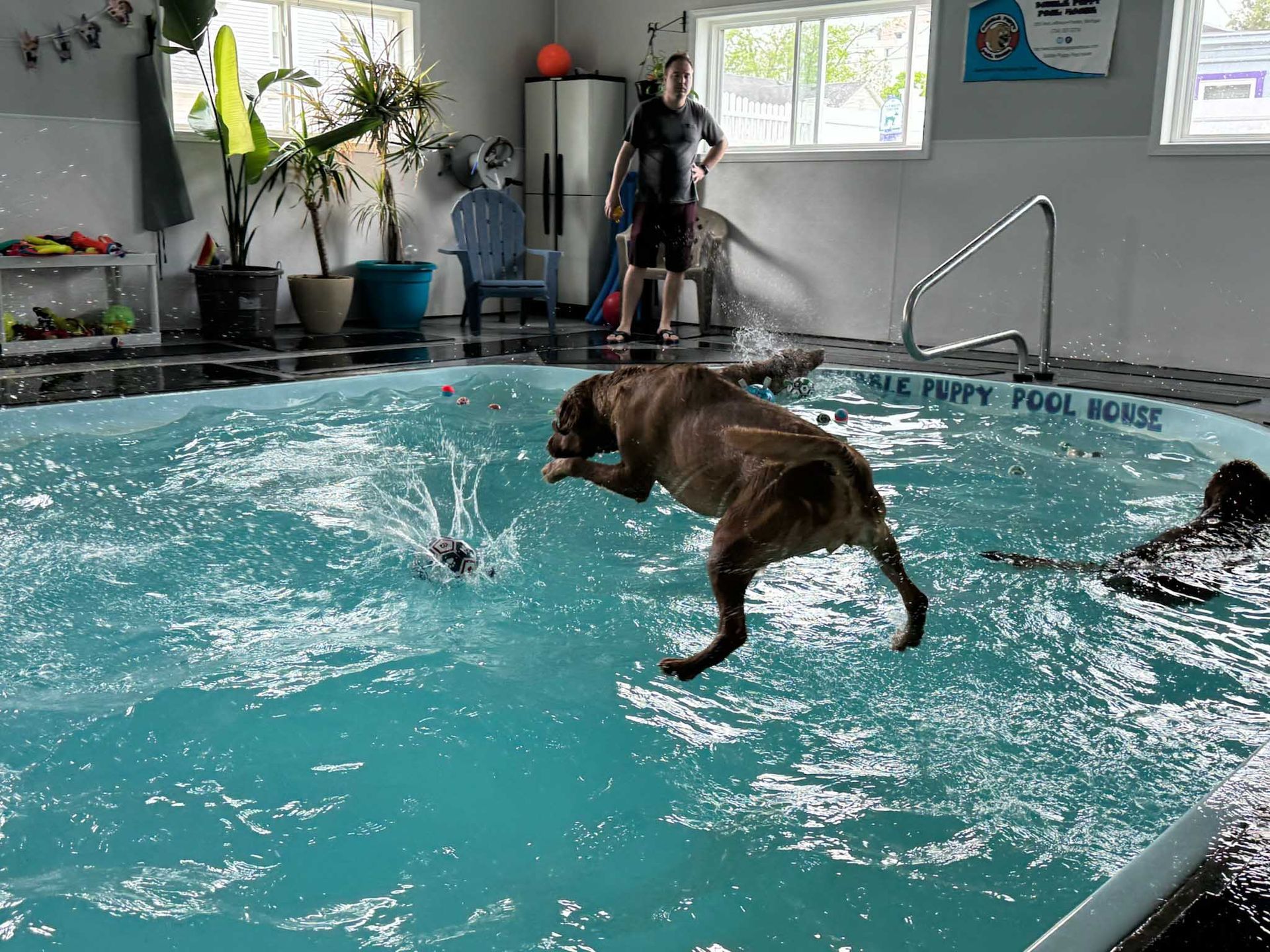 Indoor Dog Swimming Pools Brownstown Charter Township, MI