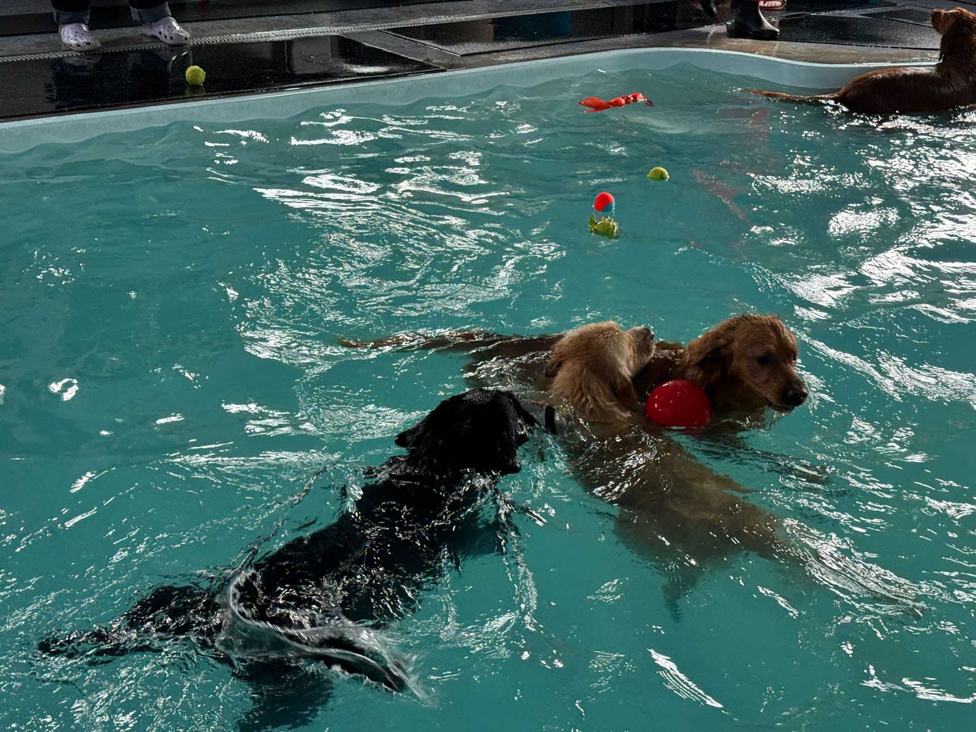 Indoor Dog Swimming Pools Brownstown Charter Township, MI