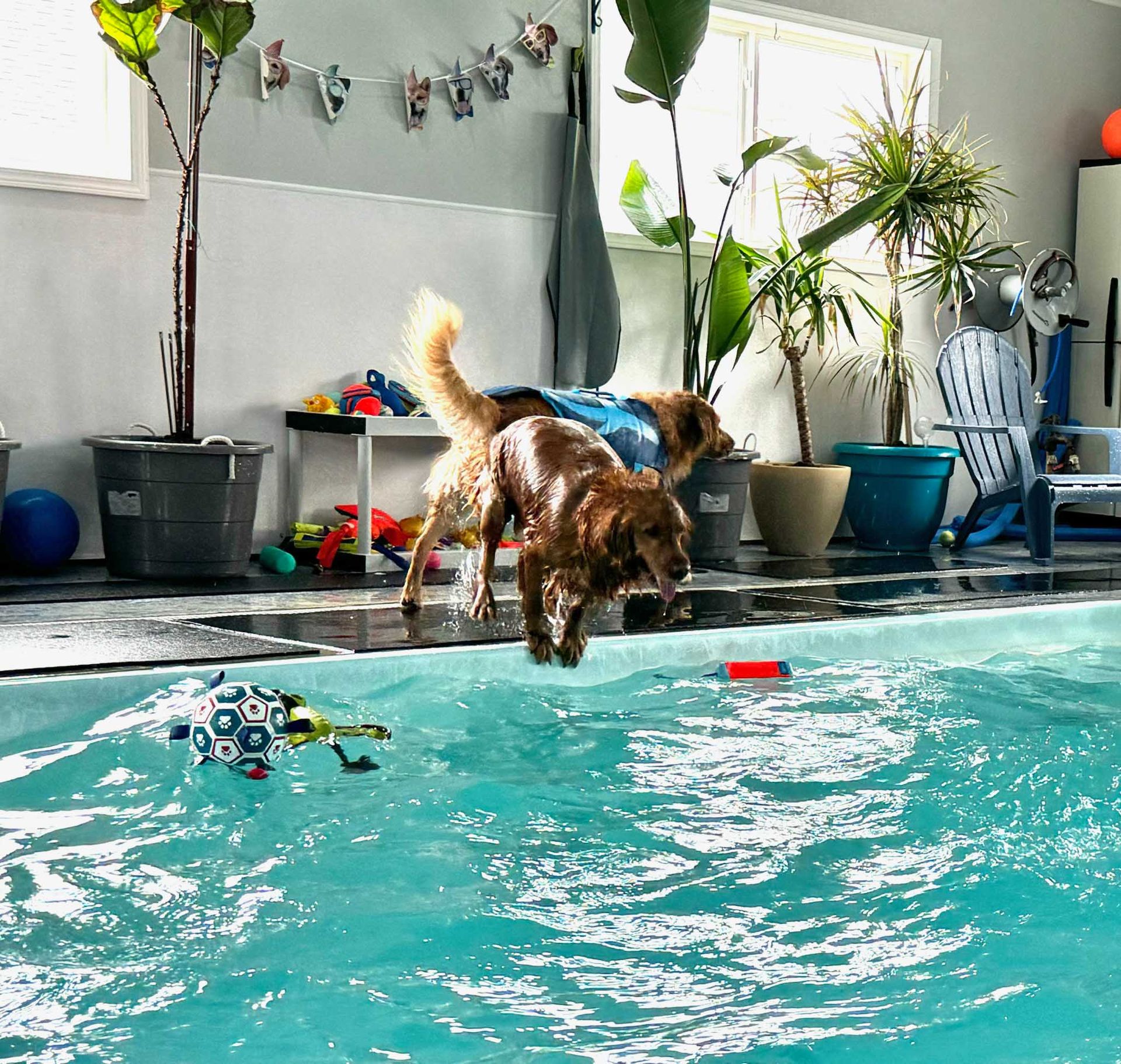 Indoor Dog Swimming Pools Brownstown Charter Township, MI