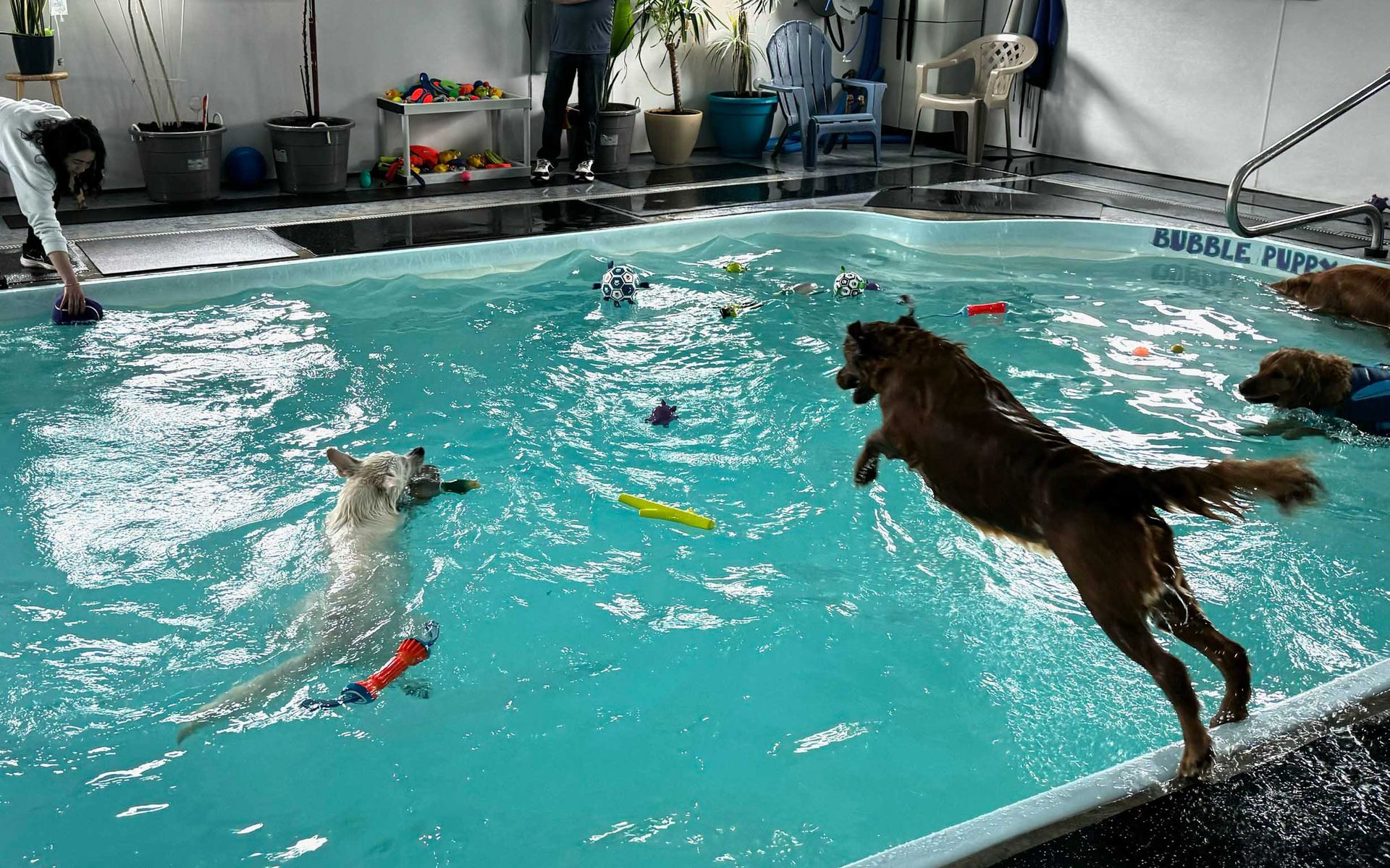 Indoor Dog Swimming Pools Brownstown Charter Township, MI