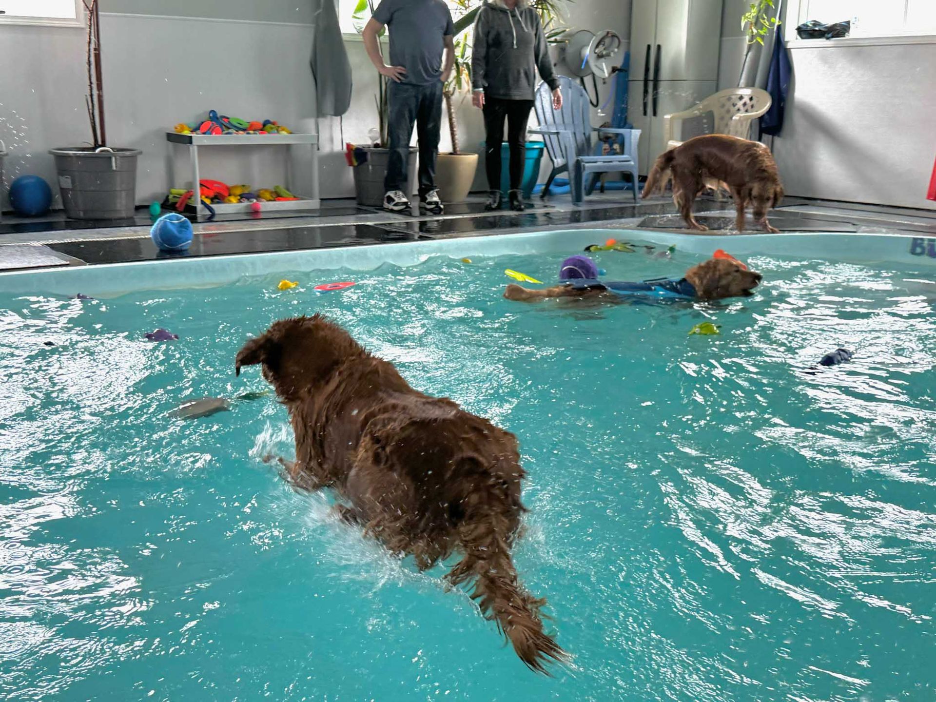 Indoor Dog Swimming Pools Brownstown Charter Township, MI