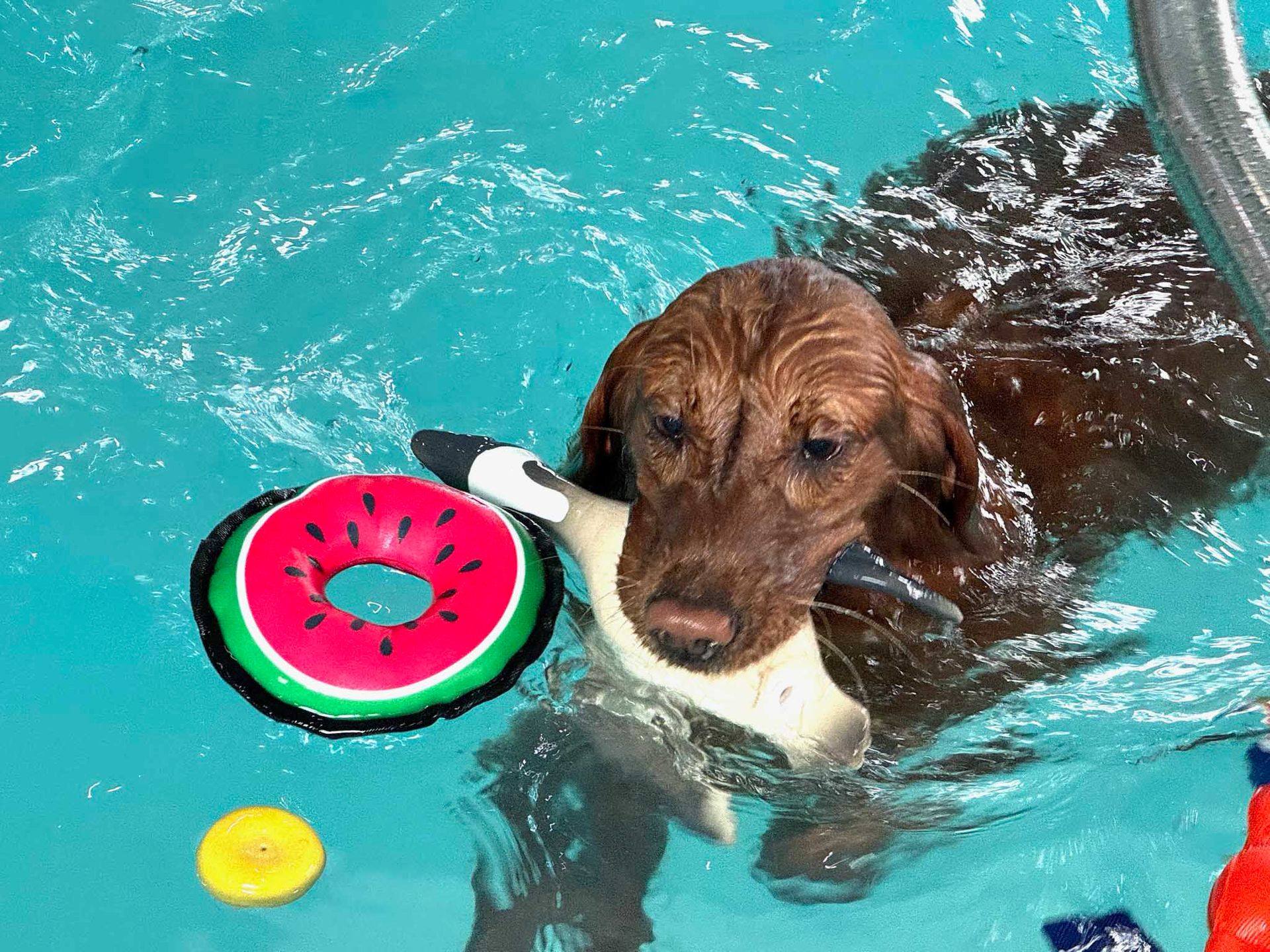 Indoor Dog Swimming Pools Brownstown Charter Township, MI
