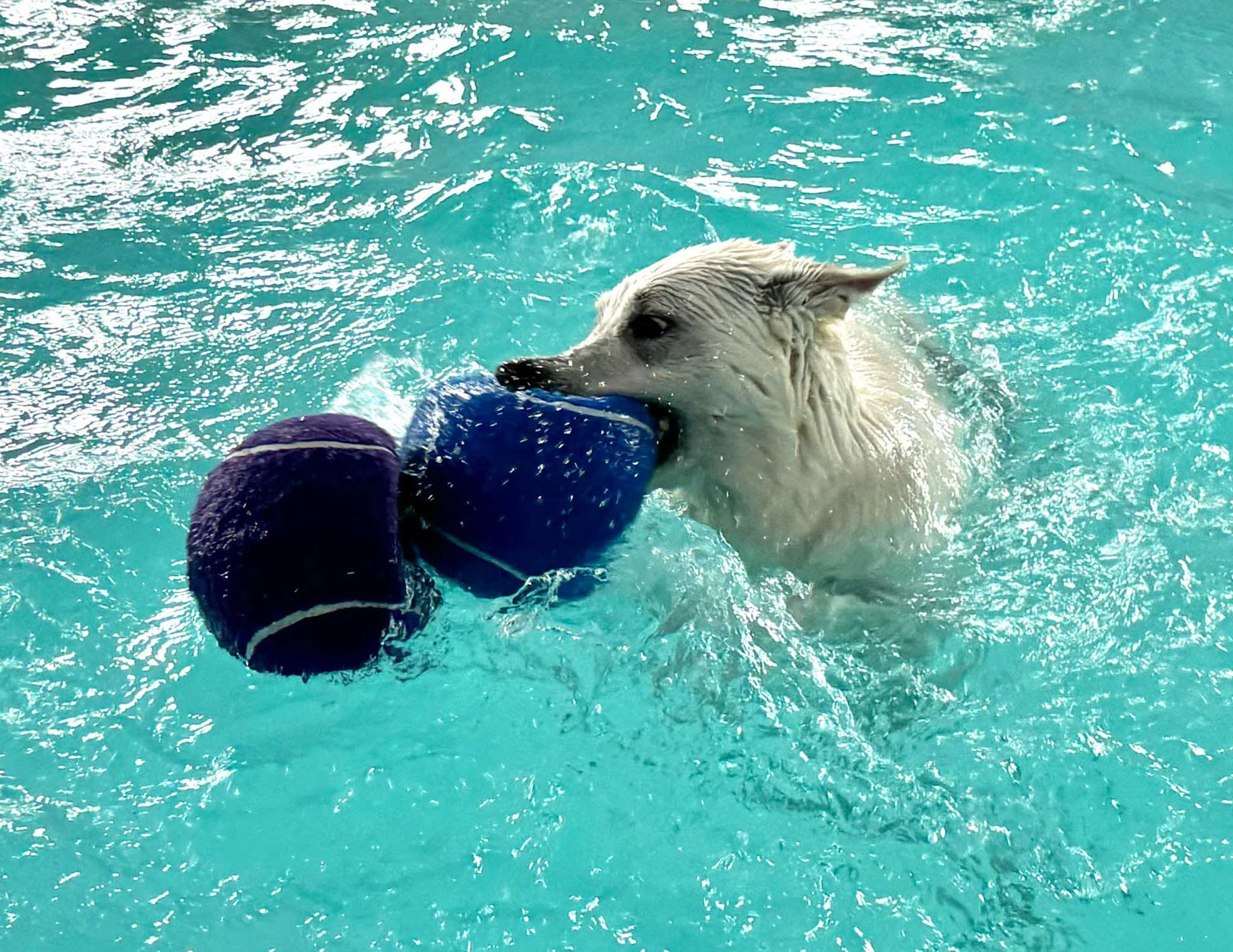 Indoor Dog Swimming Pools Brownstown Charter Township, MI