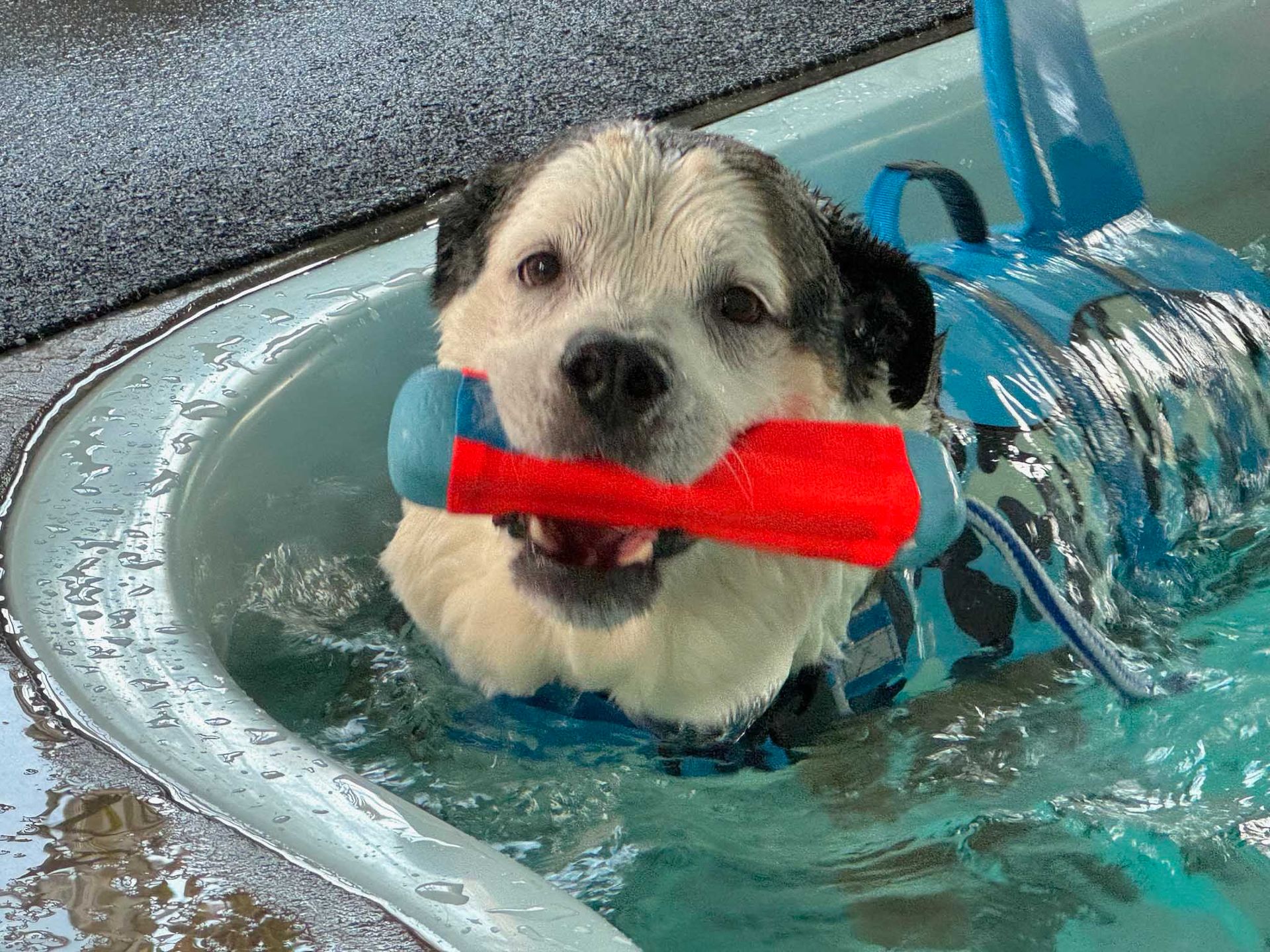 Indoor Dog Swimming Pools Brownstown Charter Township, MI