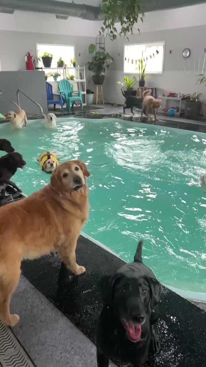 Indoor Dog Swimming Pools Brownstown Charter Township, MI