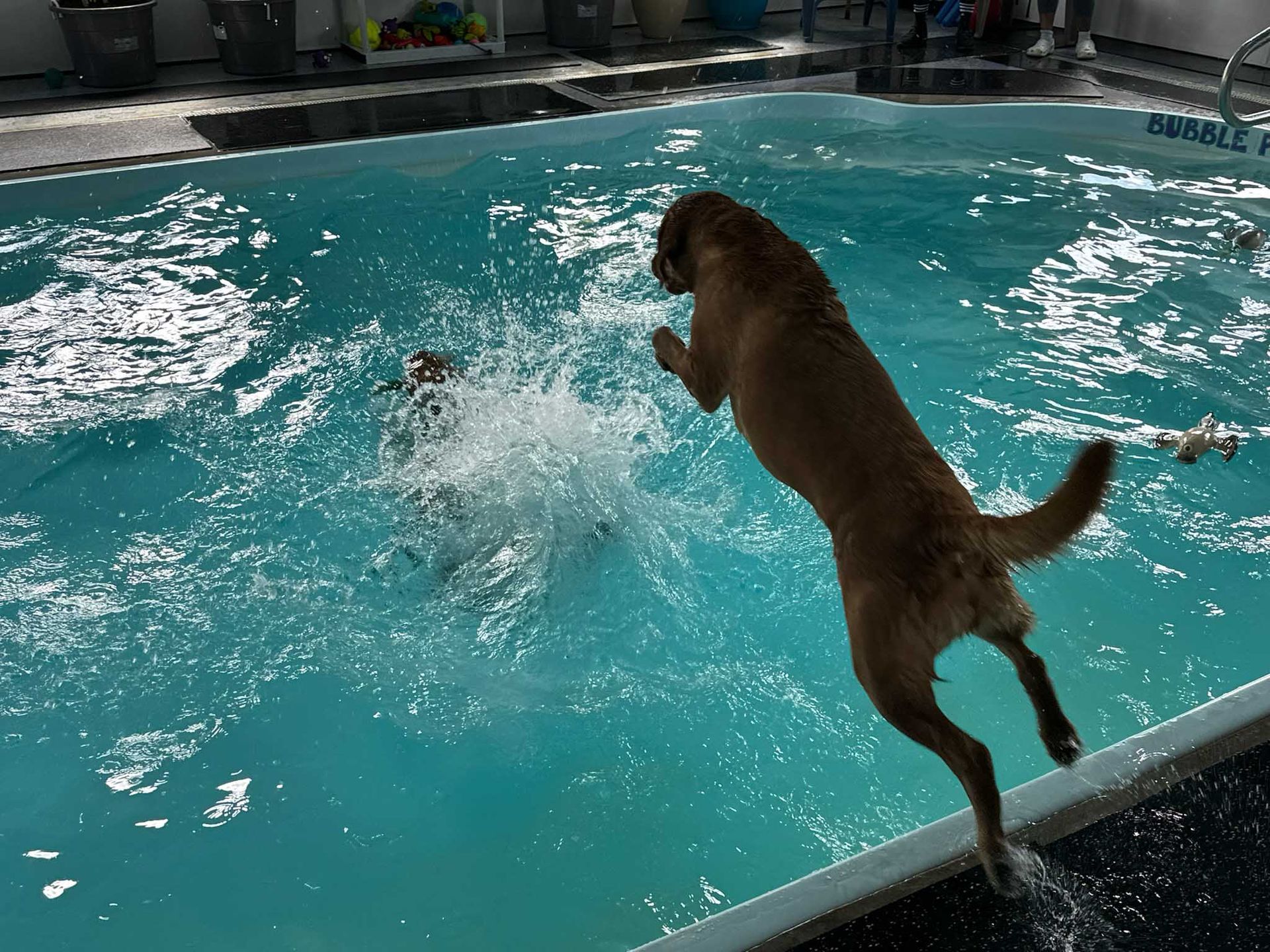 Indoor Dog Swimming Pools Brownstown Charter Township, MI