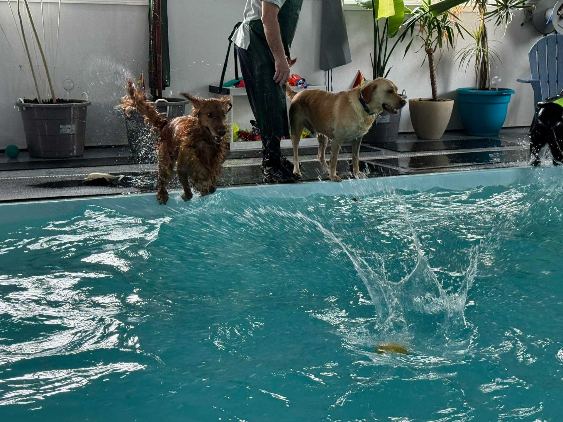 Indoor Dog Swimming Pools Brownstown Charter Township, MI