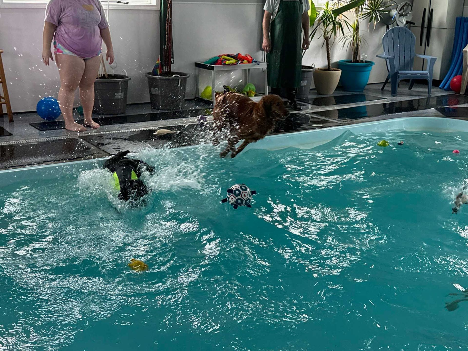 Indoor Dog Swimming Pools Brownstown Charter Township, MI