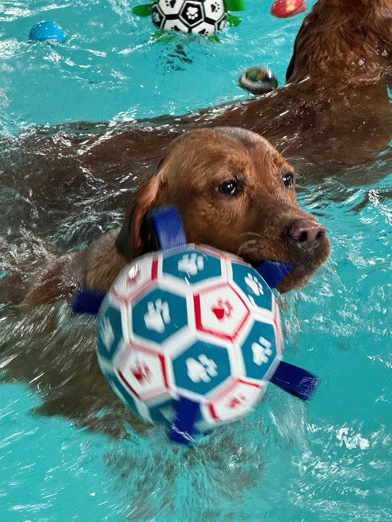 Indoor Dog Swimming Pools Brownstown Charter Township, MI