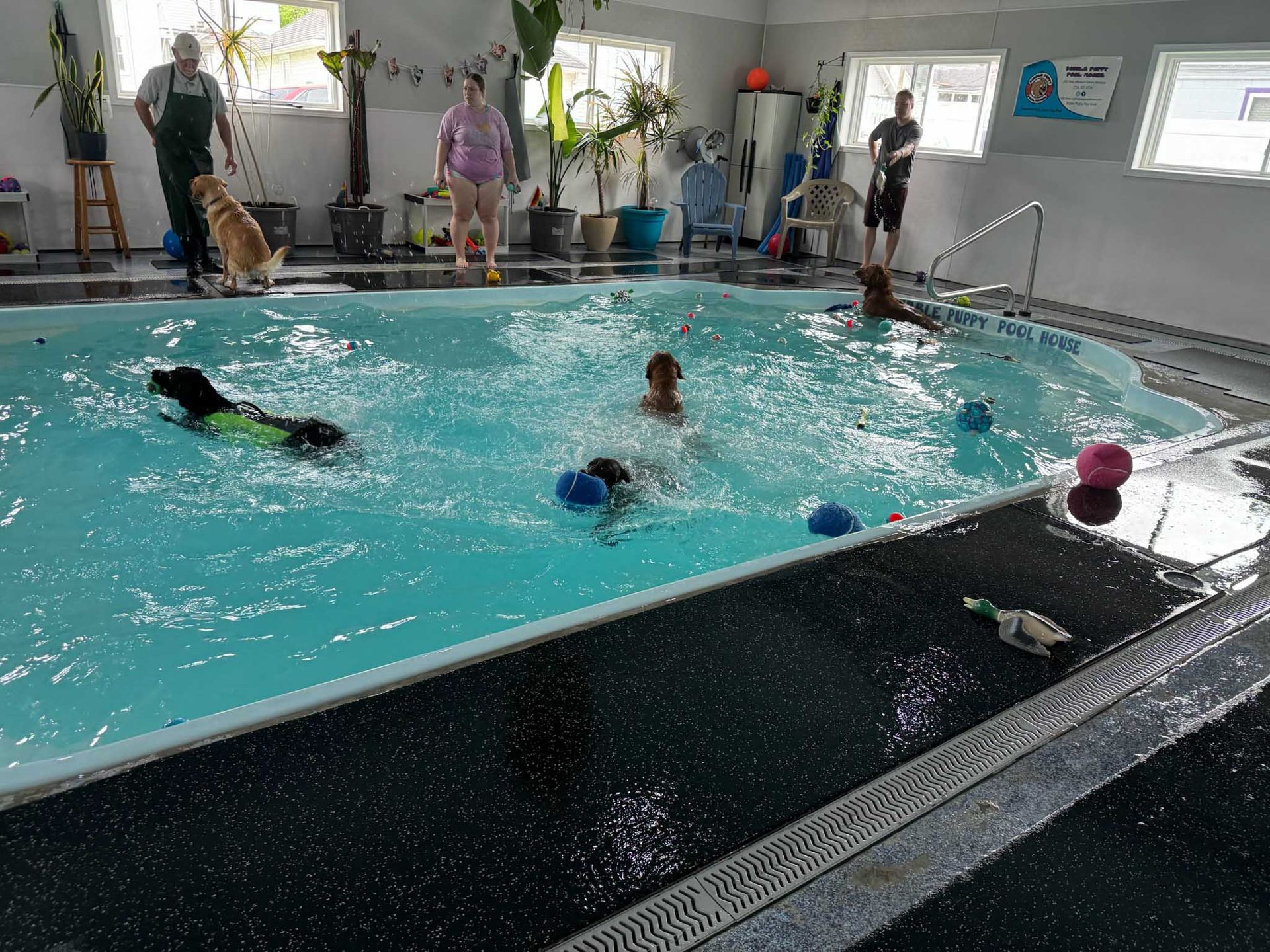 Indoor Dog Swimming Pools Brownstown Charter Township, MI