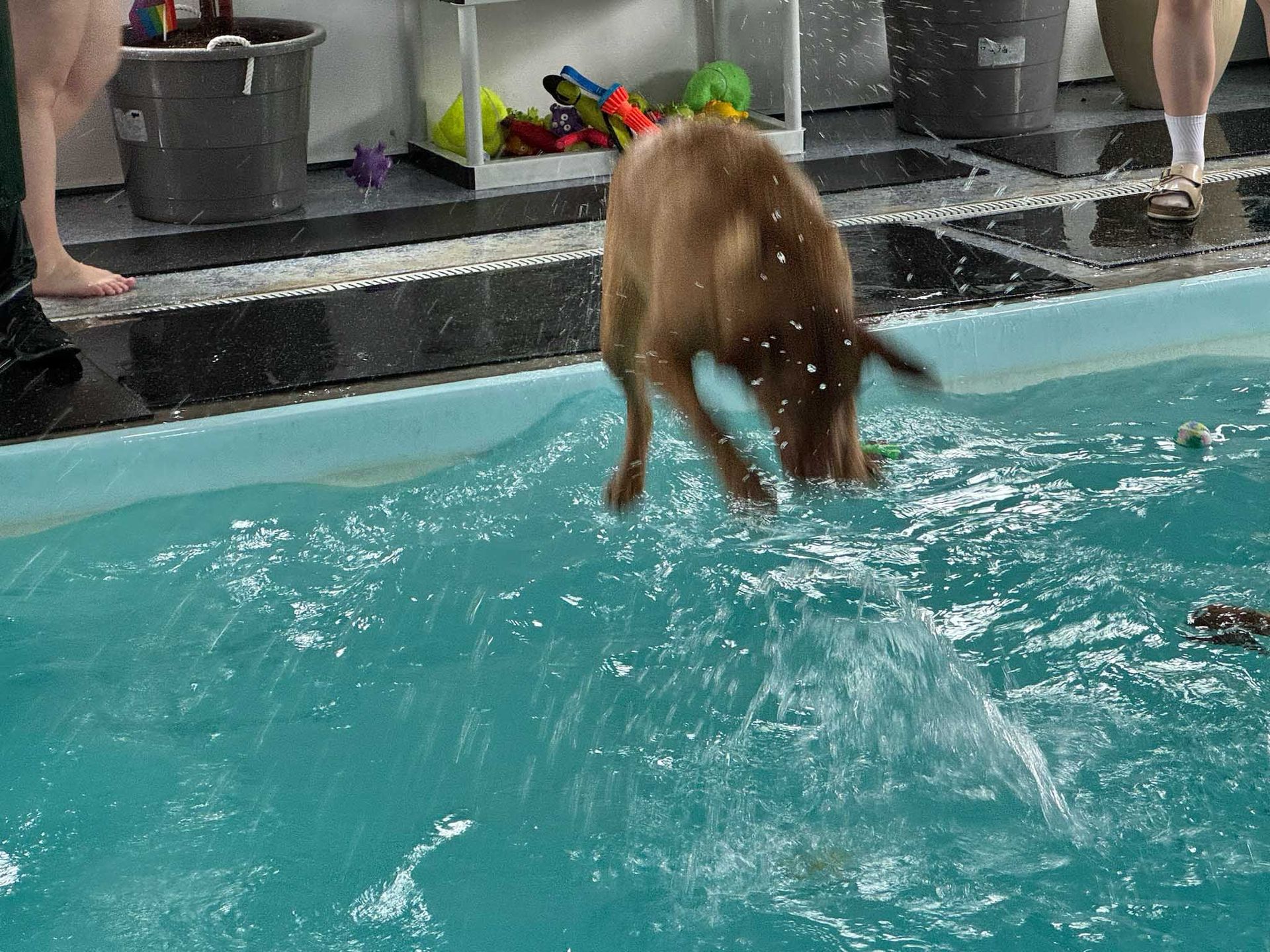 Indoor Dog Swimming Pools Brownstown Charter Township, MI