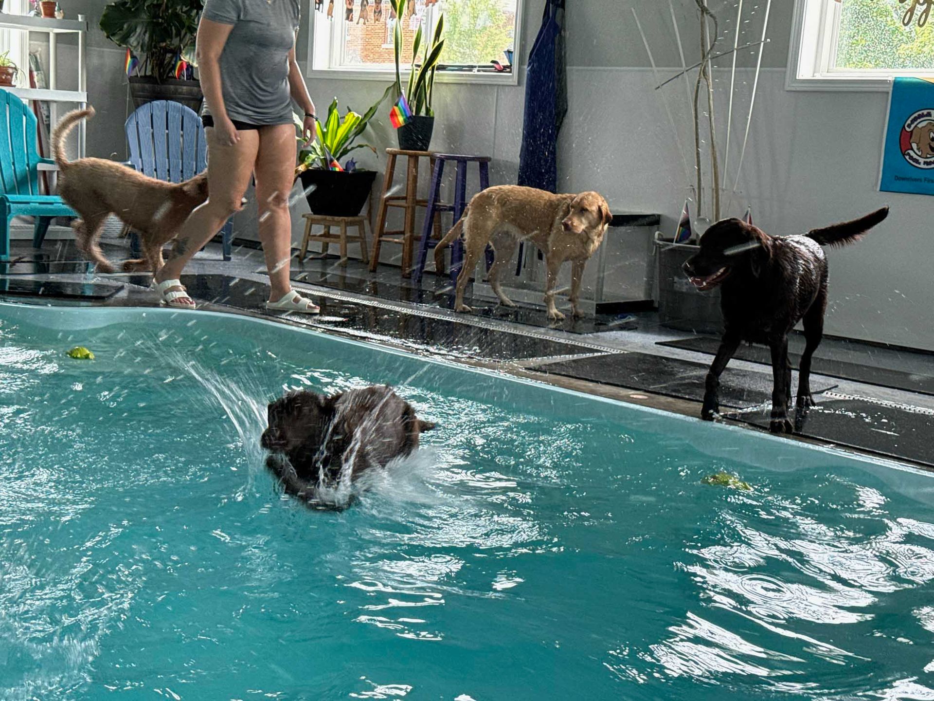 Indoor Dog Swimming Pools Brownstown Charter Township, MI