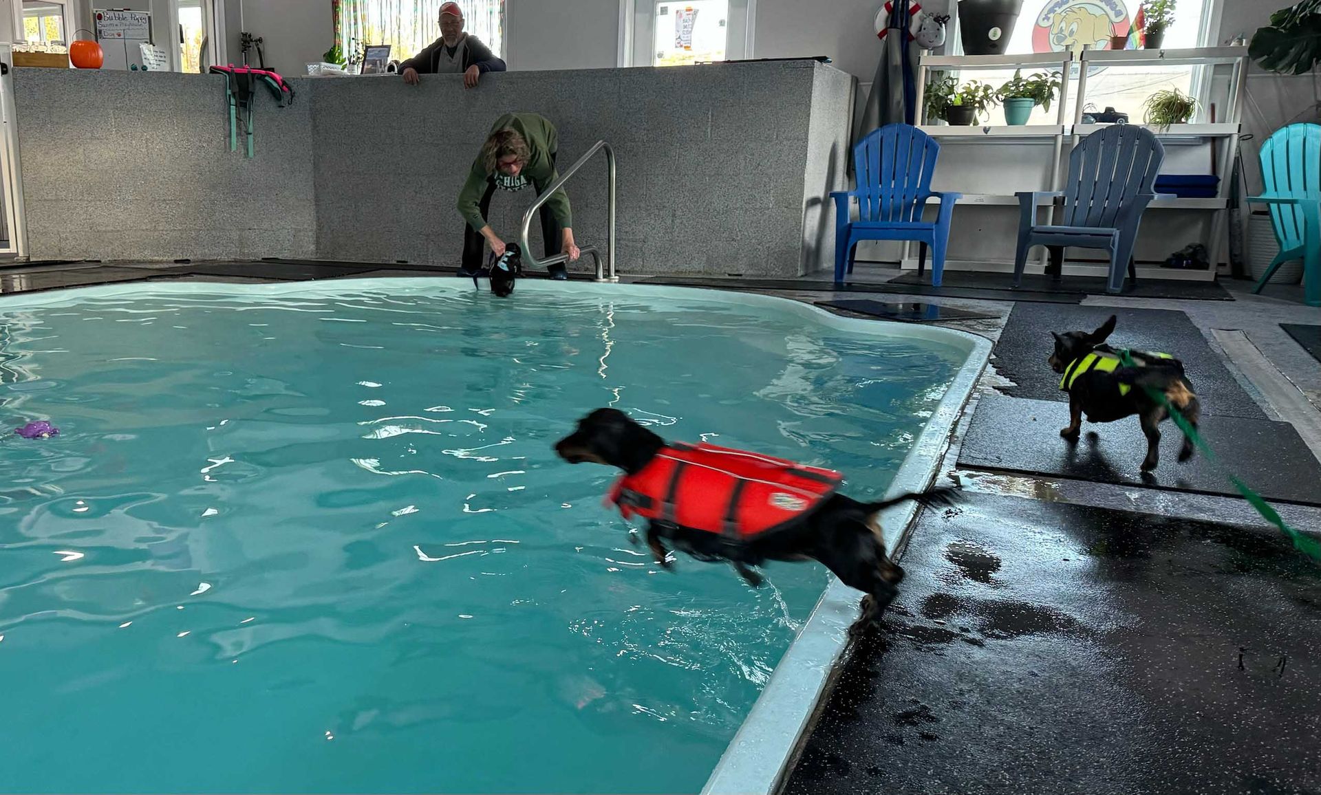 Indoor Dog Swimming Pools Brownstown Charter Township, MI