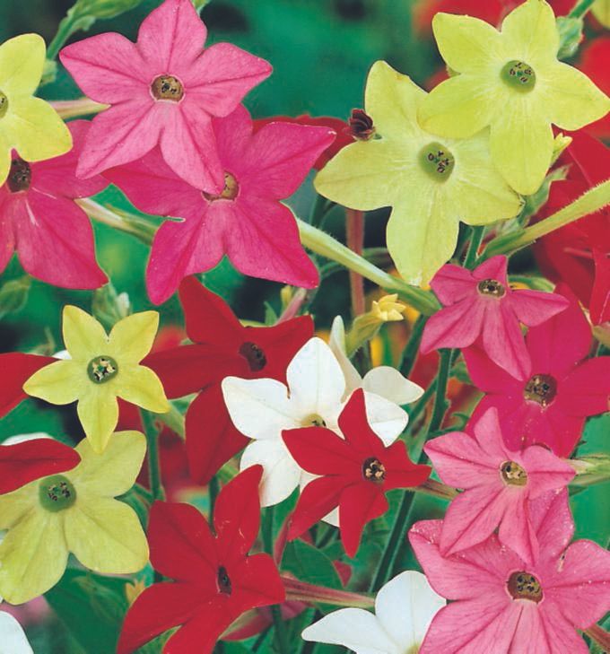 Grass Seeds Rocky Hill, CT | The Chas. C. Hart Seed Co.