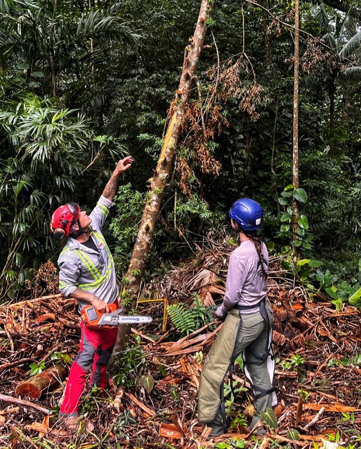 Tree Care Training | Tree Care Workshop | Honolulu, HI