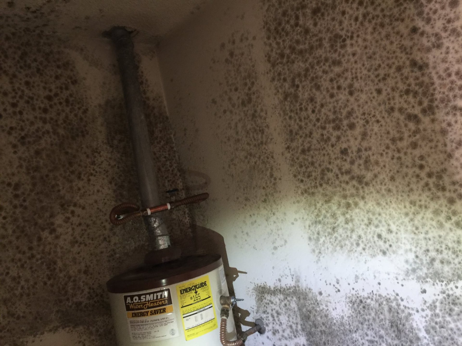 Mold Removal and Testing Las Vegas | Mold Eliminators