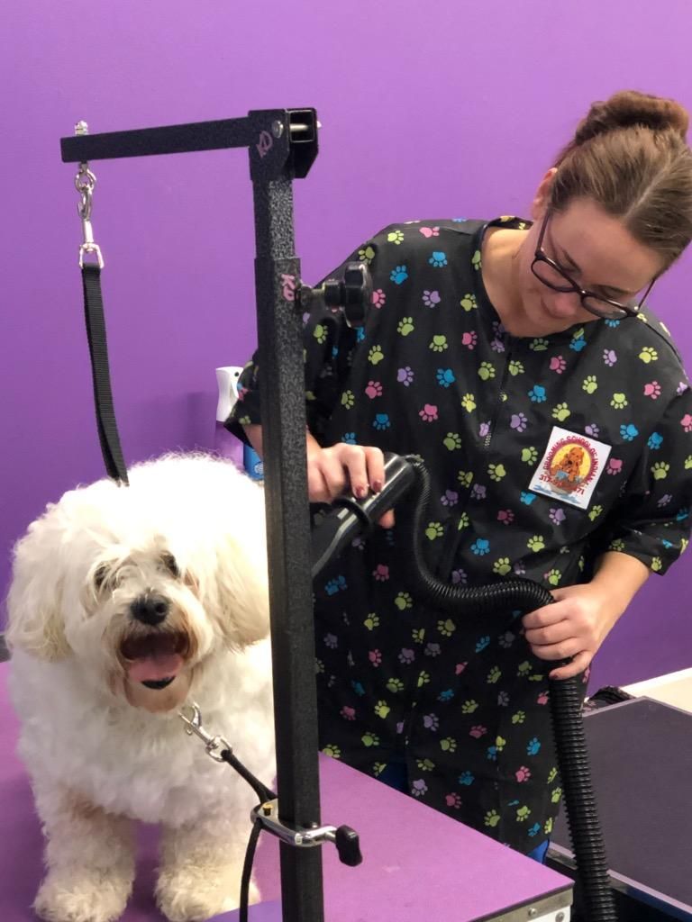 Gallery | Grooming School Of Indiana